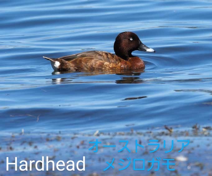 wild animals i see：Australia 見かけ野鳥: honzaイベント日記
