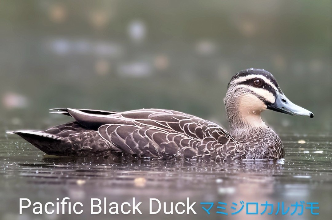 wild animals i see：Australia 見かけ野鳥: honzaイベント日記