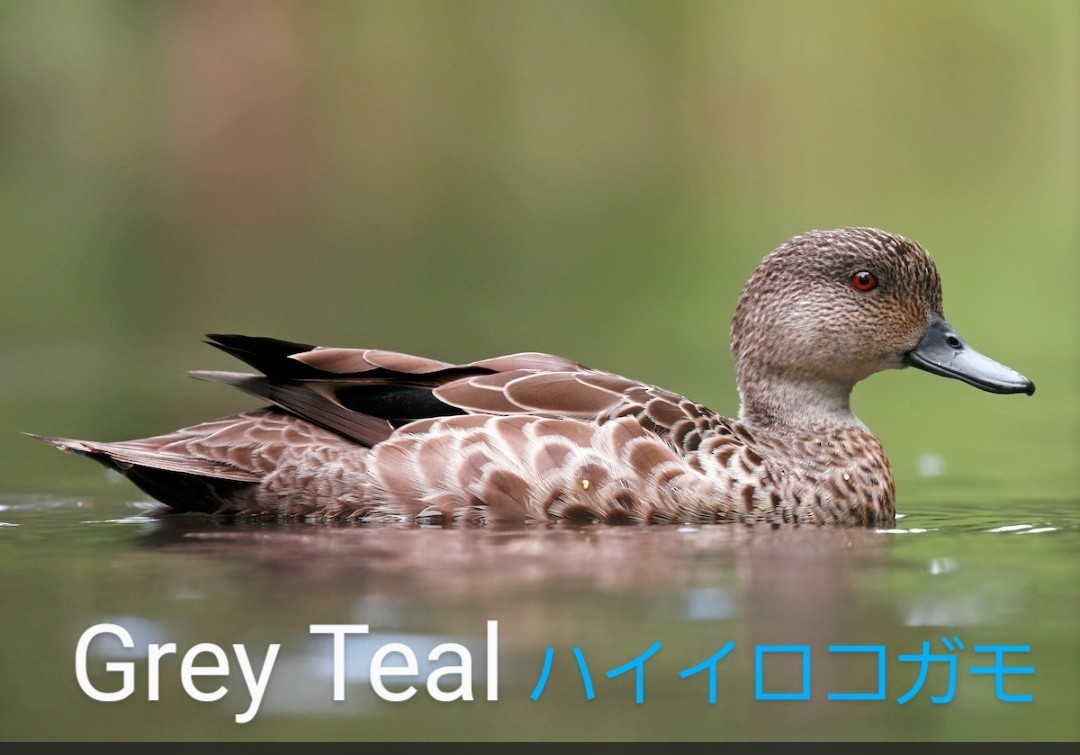 wild animals i see：Australia 見かけ野鳥: honzaイベント日記